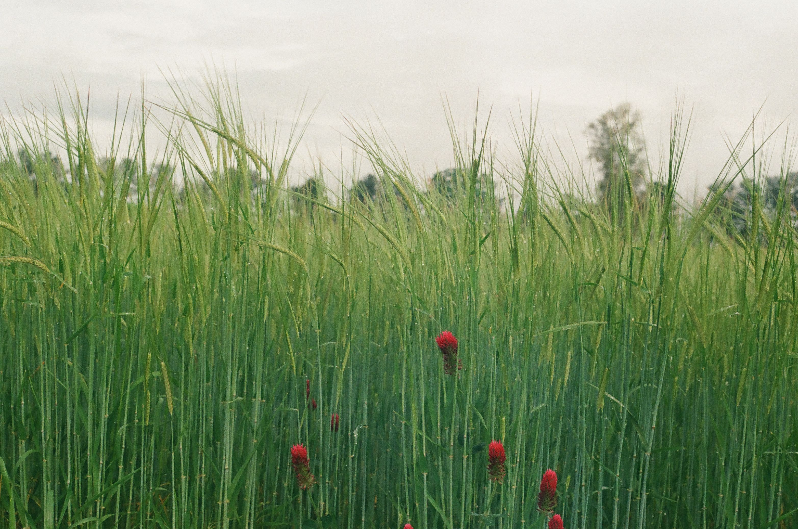 Process – Meadow Bread