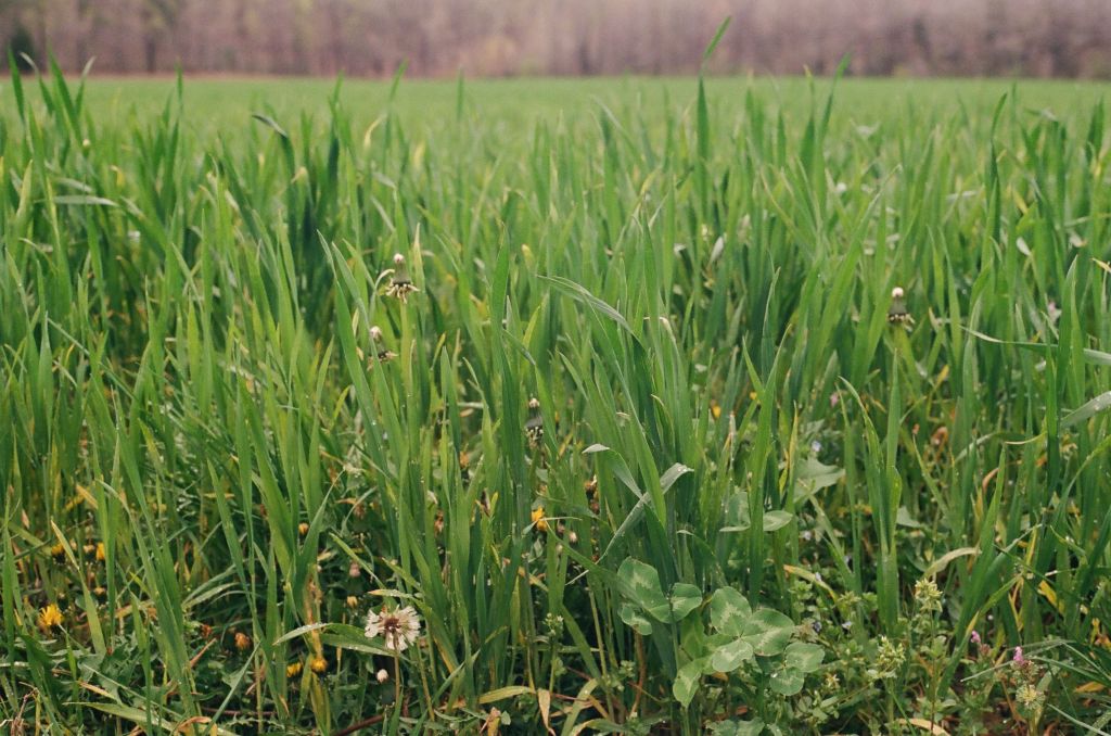 Process – Meadow Bread