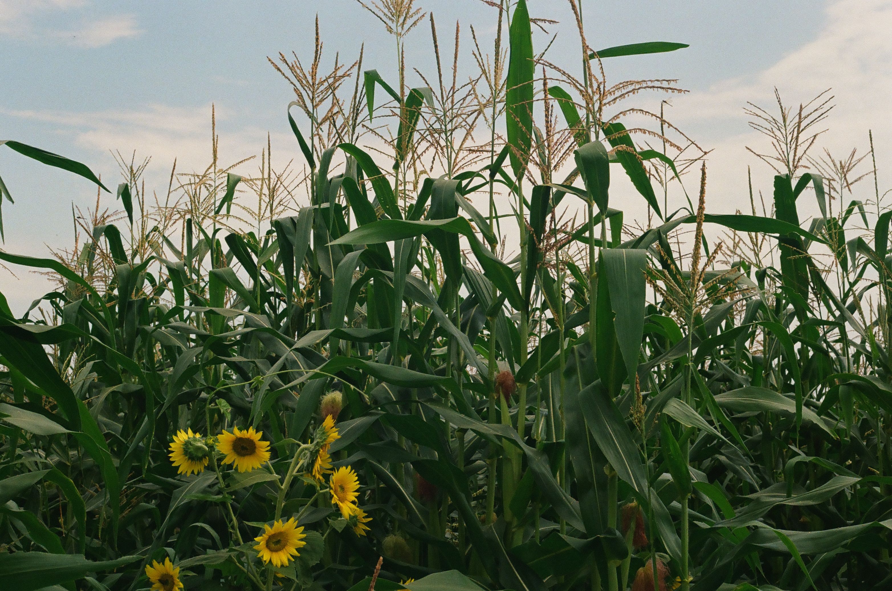 Farmers – Meadow Bread
