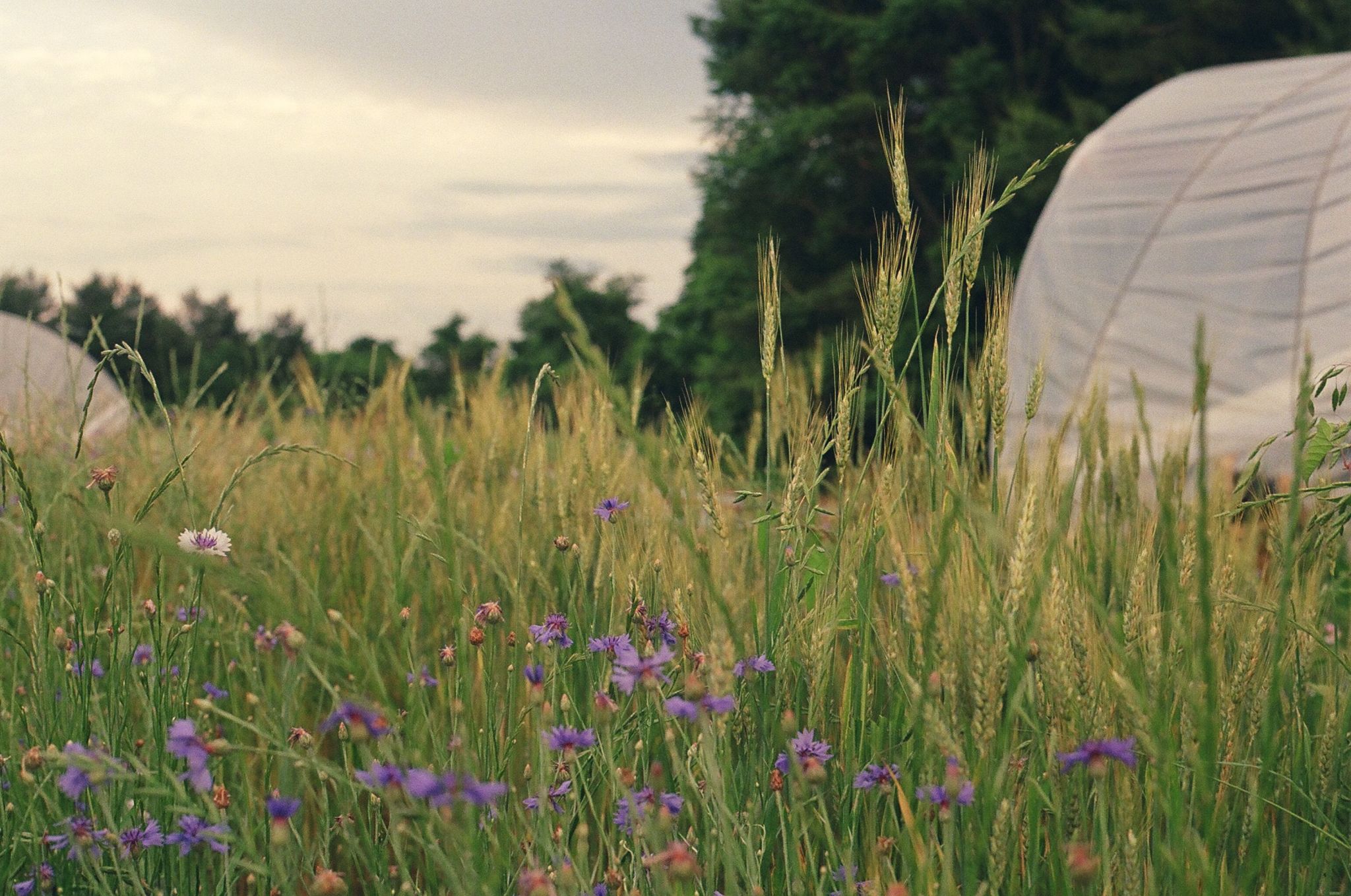 Mission – Meadow Bread